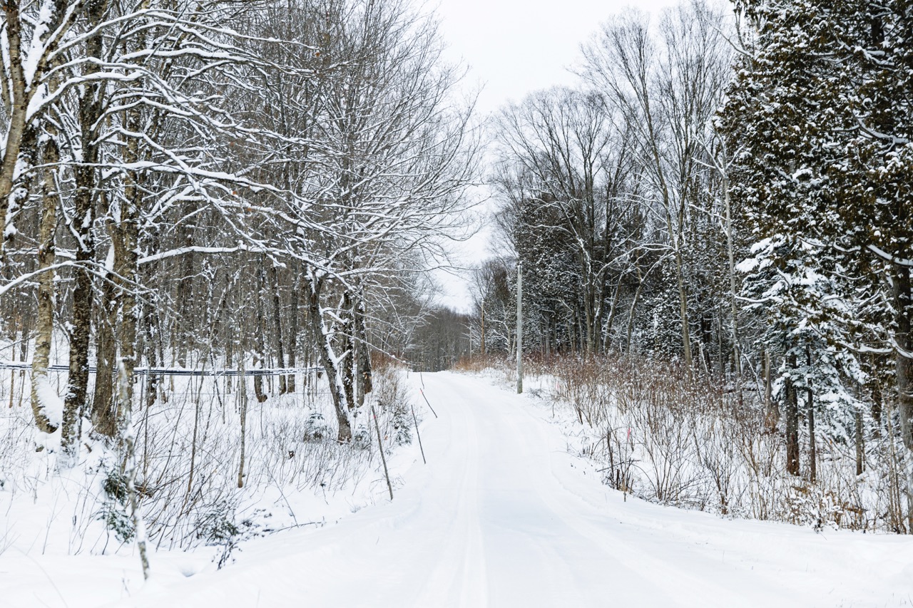 Sourcing Maple Syrup: The Tapping Process - Maple from Canada