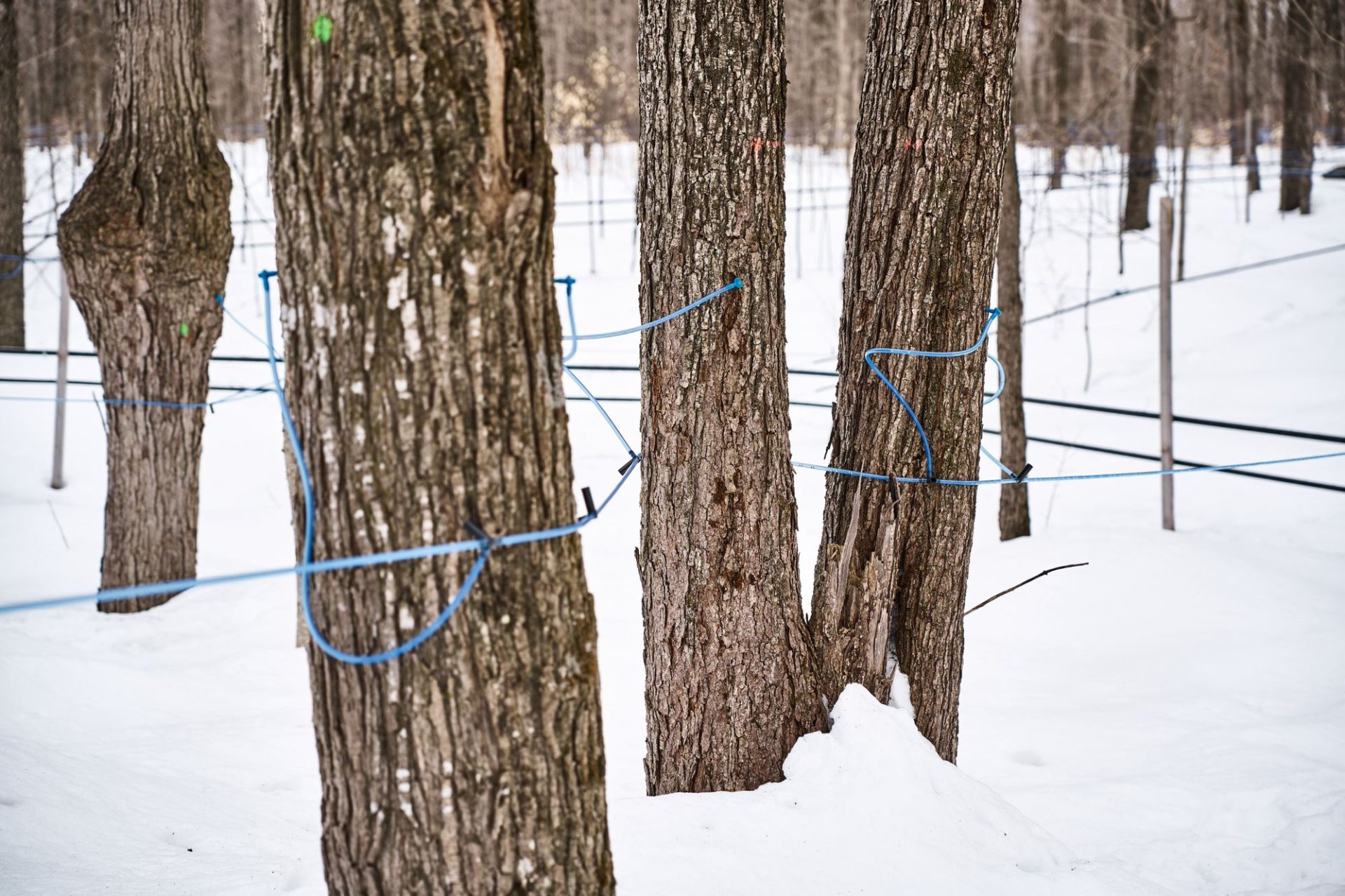 Is Maple Syrup Sustainable? - Maple from Canada